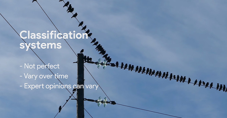 What Are Birds Classified As - Understanding Avian Taxonomy - The ...