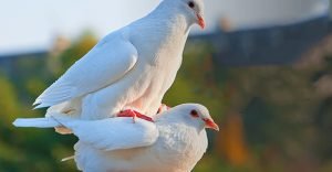 How Do Birds Reproduce? From Eggs to Chicks - The Worlds Rarest Birds