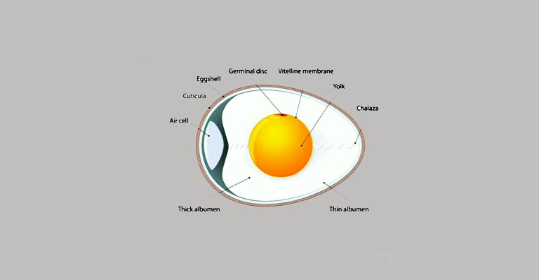 How are Bird Eggs Fertilized? A Comprehensive Walkthrough - The Worlds ...