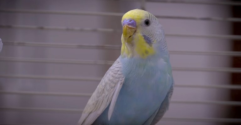 Why is My Bird Shaking? A Guide to Understanding and Managing Avian ...
