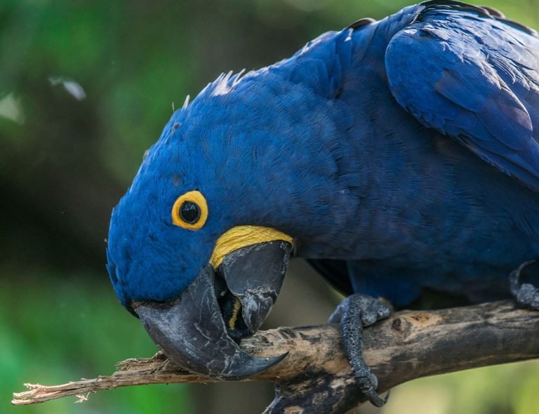 The Tilting Truth: Unraveling The Mystery Behind Head Tilt in Birds ...