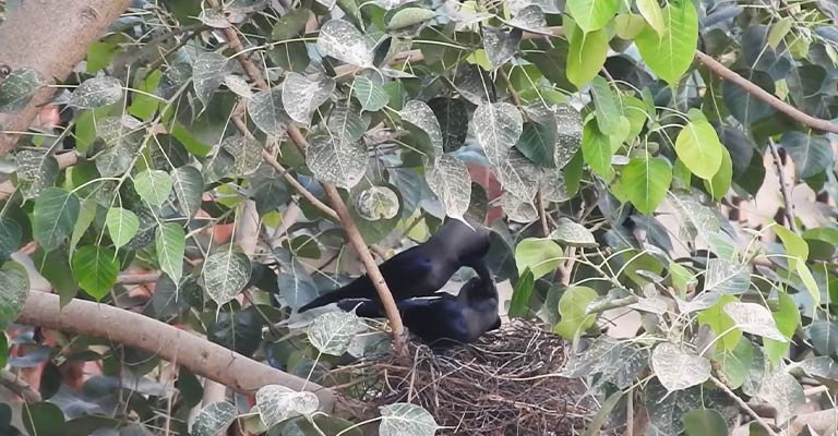 How Do Birds Reproduce - The Worlds Rarest Birds