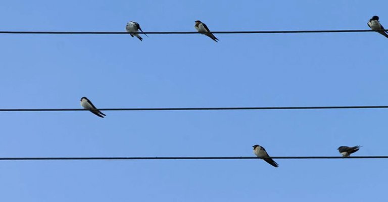 Why Don't Birds Get Electrocuted on Power Lines? - The Worlds Rarest Birds