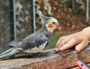 Why is My Bird Shaking? A Guide to Understanding and Managing Avian ...