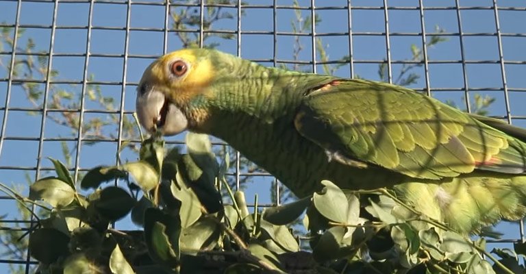 Why Do Birds Suddenly Appear? Exploring the Science Behind This Mystery ...