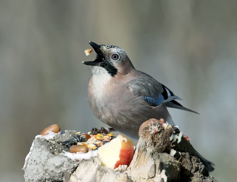 Feasting in the Wild: What Do Wild Birds Eat? - The Worlds Rarest Birds