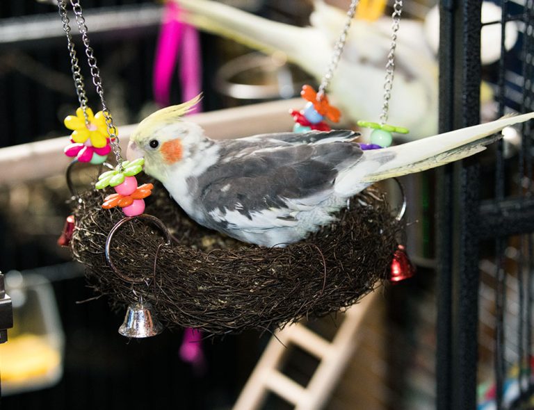 Why is my Cockatiel Making Strange and Unusual Noises? Reasons and How ... Why is my Cockatiel Making Strange and Unusual Noises? Reasons and How ...
