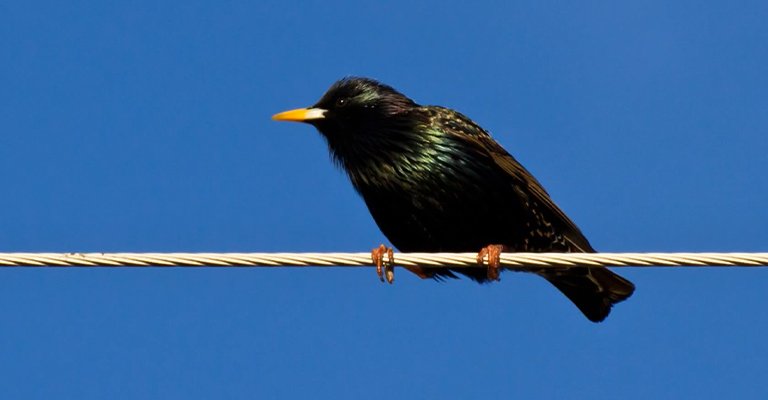 Why Don't Birds Get Electrocuted on Power Lines? - The Worlds Rarest Birds