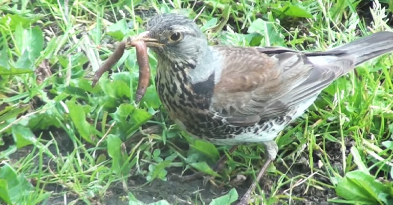 How Do Birds Find Worms - Know Everything - The Worlds Rarest Birds