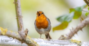 Why Do Robins Fight Each Other? - The Worlds Rarest Birds