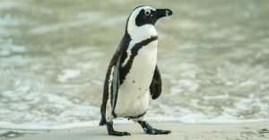 Why Do Penguins Have Feathers? - The Worlds Rarest Birds