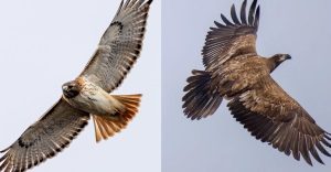 Red Tailed Hawk Vs Golden Eagle - The Worlds Rarest Birds