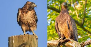 Red Tailed Hawk Vs Golden Eagle - The Worlds Rarest Birds