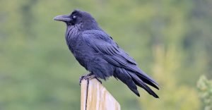 Why is This Crow Making a Weird Noise? - The Worlds Rarest Birds
