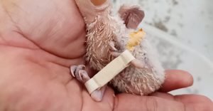 Bird Sprained Leg Symptoms- Symptoms, Causes, and Treatment - The ...