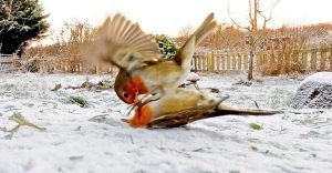 Why Do Robins Fight Each Other? - The Worlds Rarest Birds