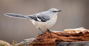 Why Are Mockingbirds So Aggressive? - The Worlds Rarest Birds