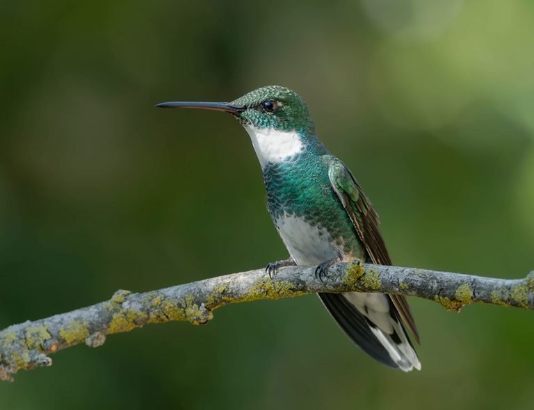 Decoding Bird Behavior: Why Birds Sit with Their Beaks Open Explained ...