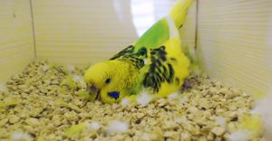 What to Do When Parakeets Lay Eggs: A Comprehensive Guide - The Worlds Rarest Birds