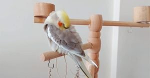 Parrot Sleeping Positions: Different Sleeping Positions and What They ...