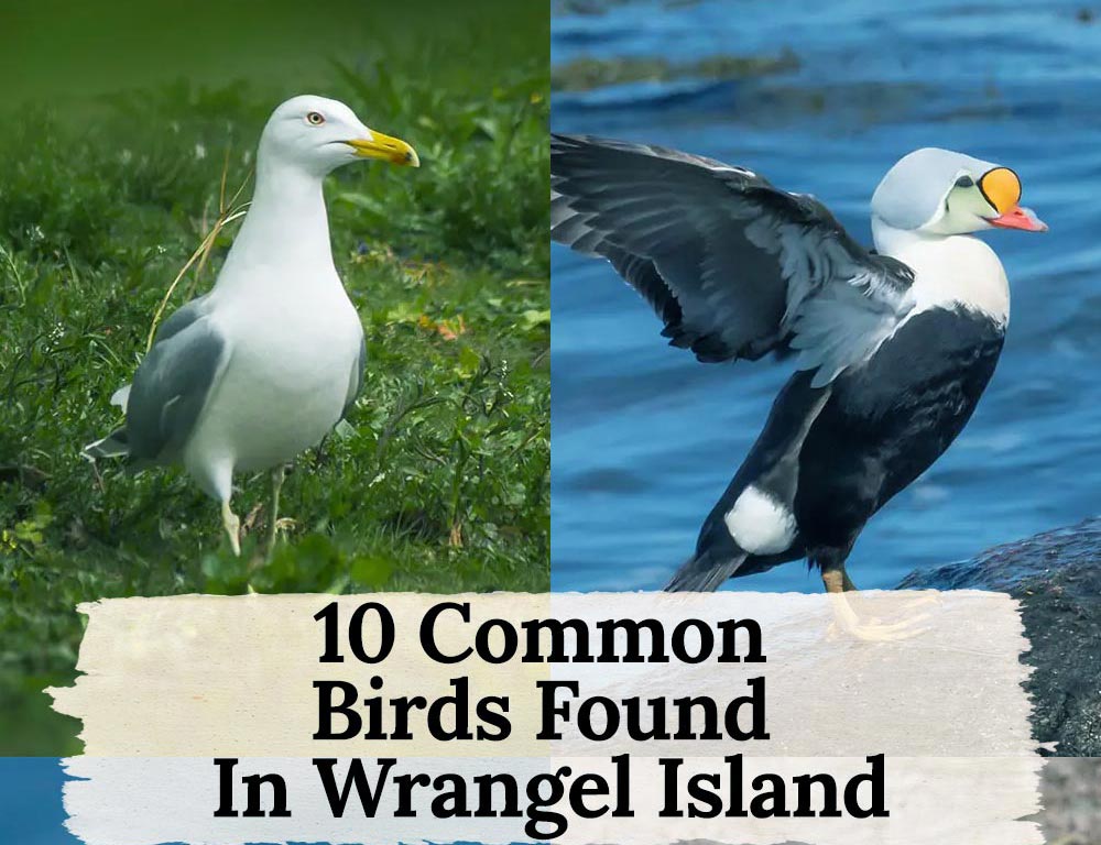 The 10 Most Frequently Spotted Birds on Wrangel Island - The Worlds ...