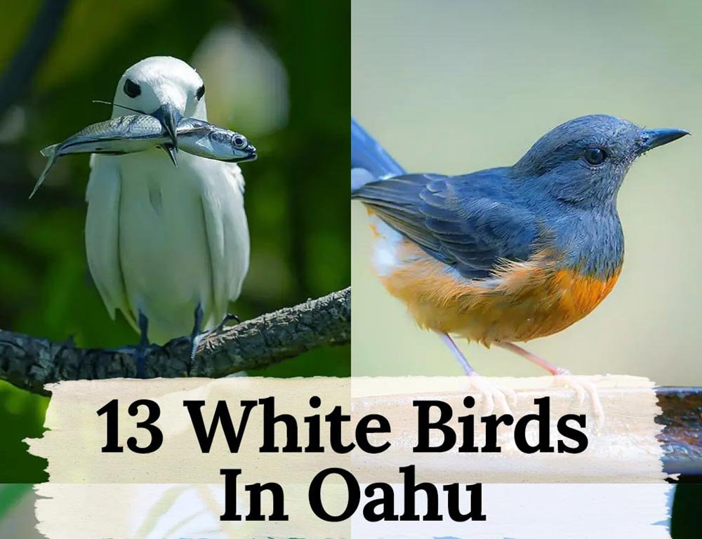 Thirteen White Birds Embellishing the Natural Tapestry of Oahu's ...