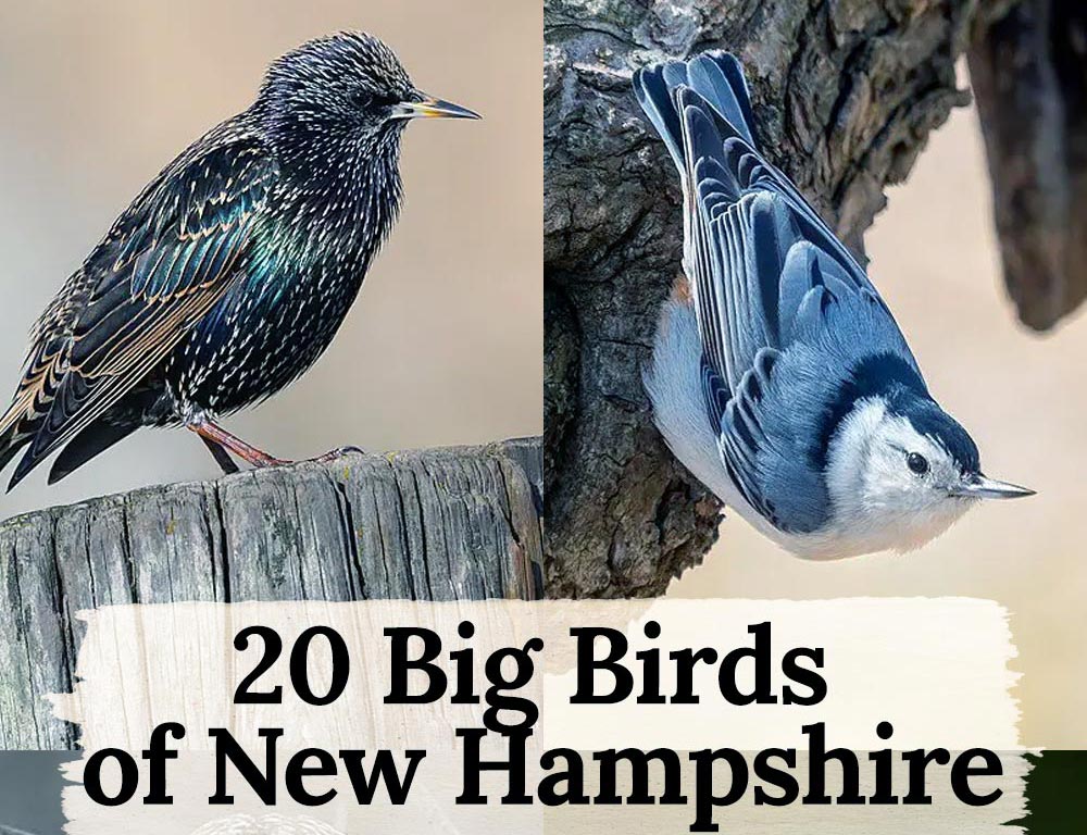The Top 14 Big Birds of New Hampshire: Their Characteristics, Behaviors ...