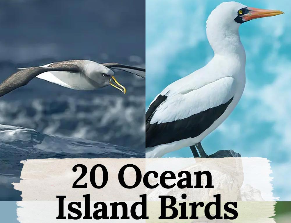 20 Ocean Island Birds That Will Surprise You with Their Beauty ...