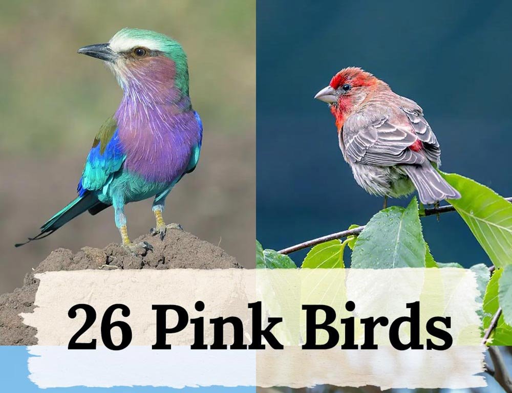 The Amazing Diversity of Pink Birds: A Guide to 26 Feathered Wonders ...