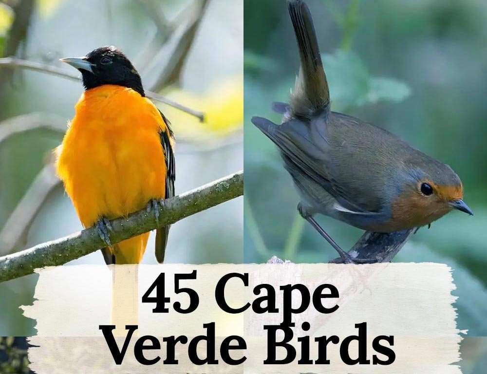 The Natural History of Cape Verde's 45 Birds: Habitats, Behaviors, and ...