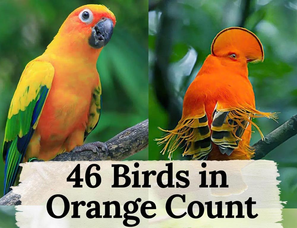 In the Shadow of Citrus and Sun: The Lives and Diversity of 46 Birds in ...