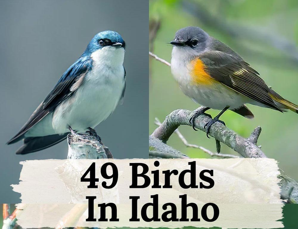 Understanding the Behaviors and Diversity of 49 Birds in Idaho - The ...