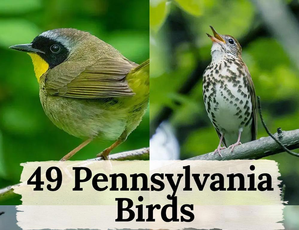 49 Pennsylvania Birds and Their Amazing Adaptations - The Worlds Rarest ...