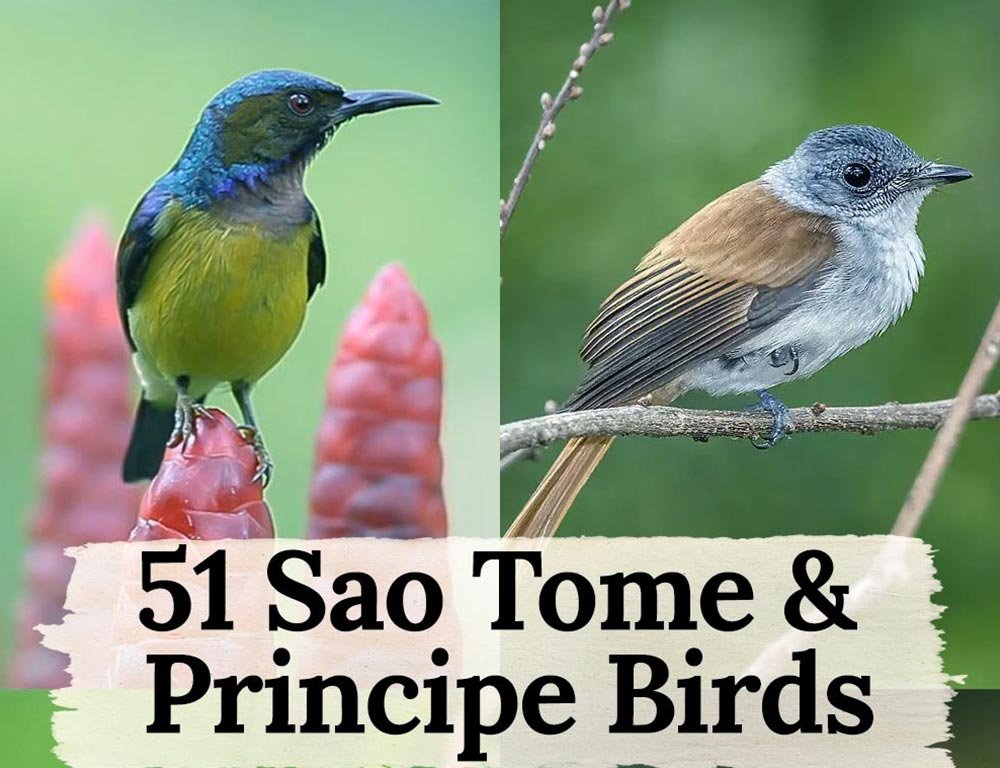 The Ecological Significance of São Tomé & Principe's 51 Bird - The ...