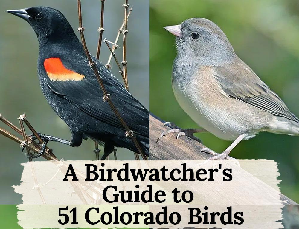 A Birdwatcher's Guide to 51 Colorado Birds: Where to Find Them and What ...