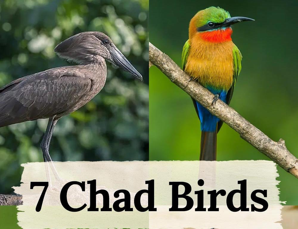 7 Chad Birds That Will Blow Your Mind with Their Colors, Songs and ...