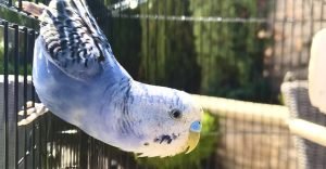 Stressed Budgie Behavior-Understanding And Addressing The Signs - The ...