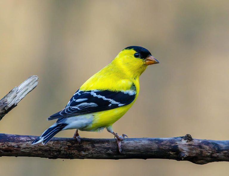 A Detailed Look into the Lives of 48 Distinct Bird Species in Oregon ...