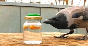 The Shimmering Mystery: Are Crows Attracted To Shiny Objects? - The ...