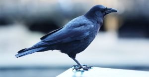 Are Crows Nocturnal? Do Crows Fly at Night? - The Worlds Rarest Birds