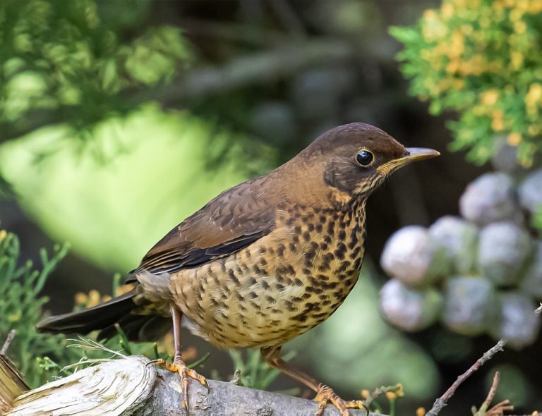 51 Falkland Islands Birds You Need To Know - The Worlds Rarest Birds