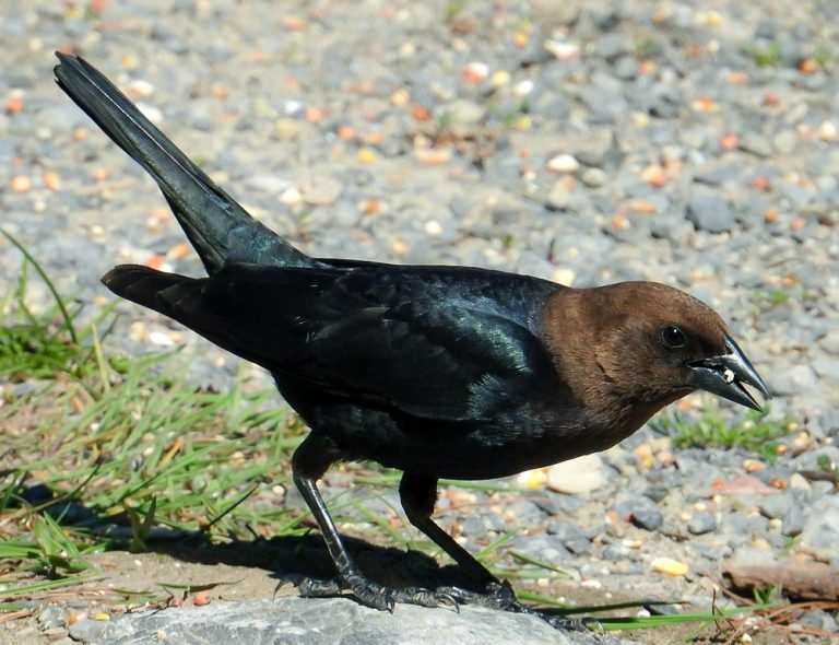 49 Birds of New Hampshire: A Photographic Journey - The Worlds Rarest Birds