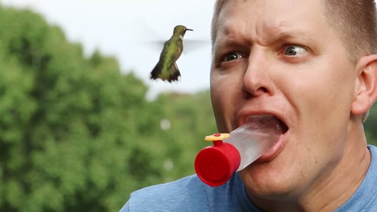 Unlocking the Mystery: Why Do Hummingbirds Stare at You? - The Worlds ...