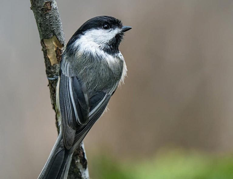49 Georgia Birds and Their Fascinating Facts, Behaviors and Habitats ...