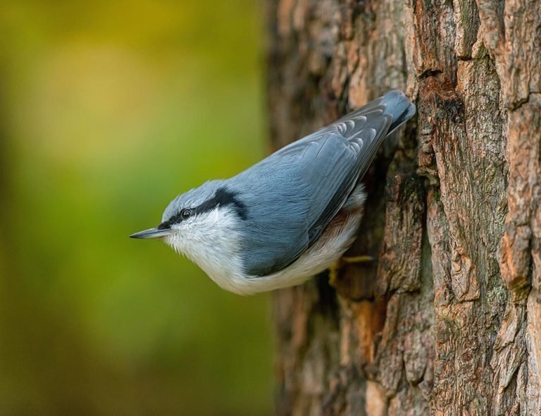 30 Nuthatches You Need to See Before You Die: A Bucket List for Bird ...