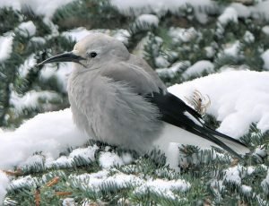 The 48 Birds of Gray: A Photographic Showcase of Their Beauty and Charm ...