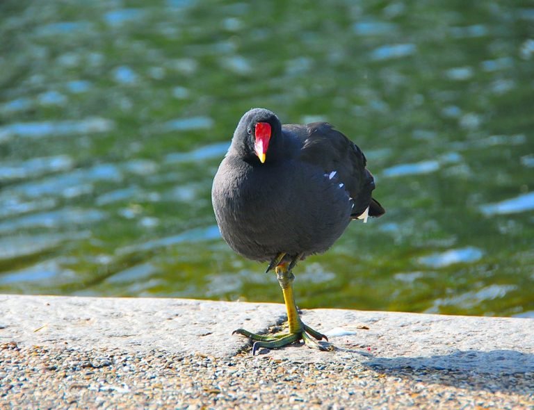 23 Swamps Birds You Should Know - The Worlds Rarest Birds