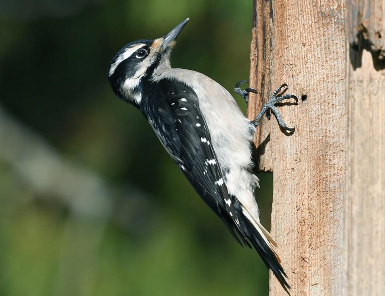 A Detailed Look into the Lives of 48 Distinct Bird Species in Oregon ...