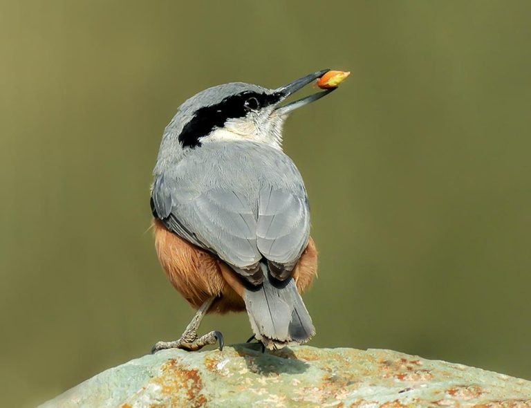 30 Nuthatches You Need to See Before You Die: A Bucket List for Bird ...
