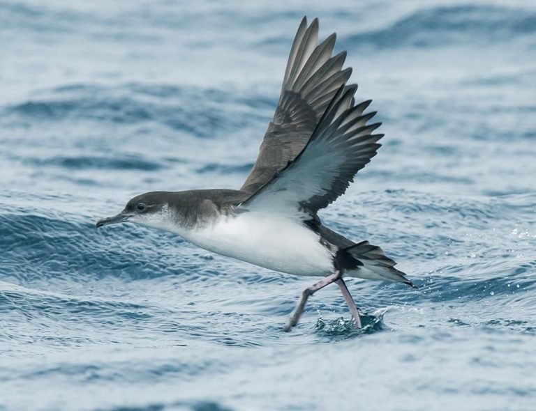 A Birdwatcher's Guide to 50 Amazing Species of Irish Birds: Where to ...